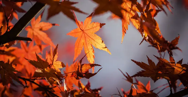 Gardening Jobs For Autumn: Top Tips If You're Disabled